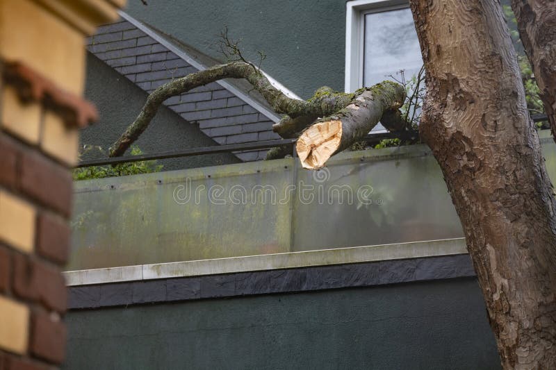 Large branch breaks stock image. Image of dispute, stormy - 319397263