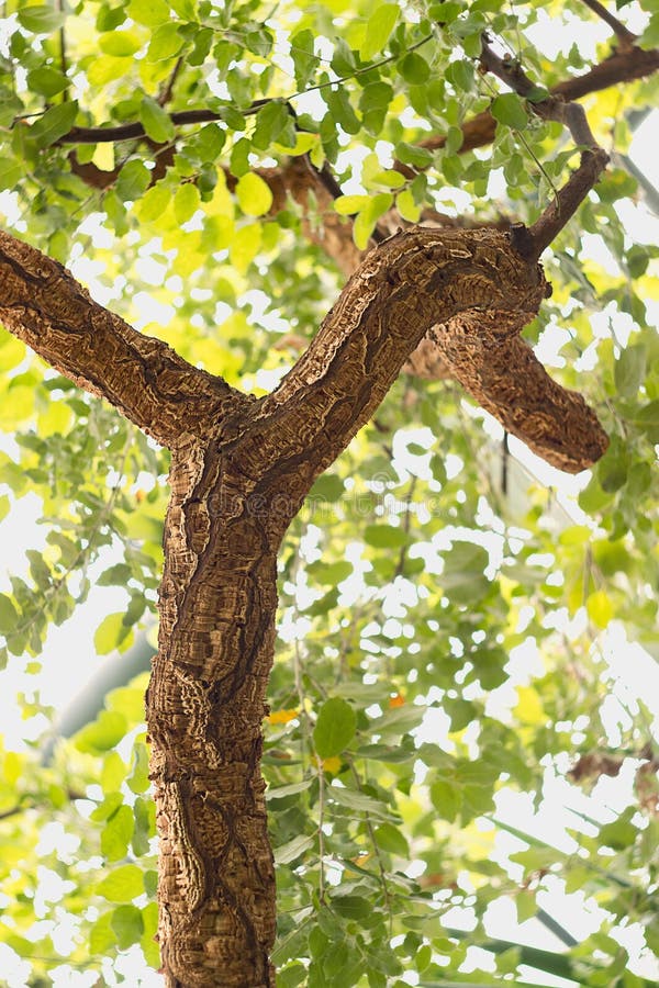 Large Branch of a Cork Tree on the Background of a Crown Stock Image ...