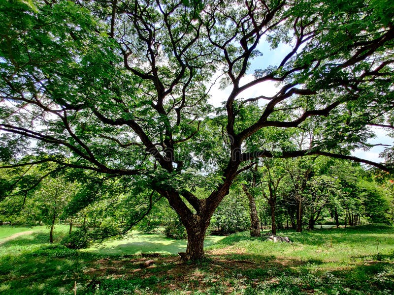 A Large Branch in the Middle of the Park Stock Photo - Image of plant ...