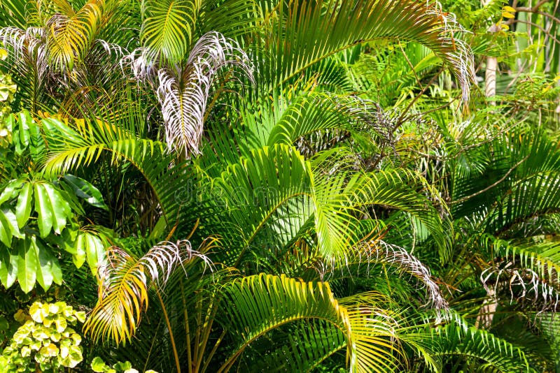A Large Branch of a Palm Leaf Stock Image - Image of closeup, plants ...