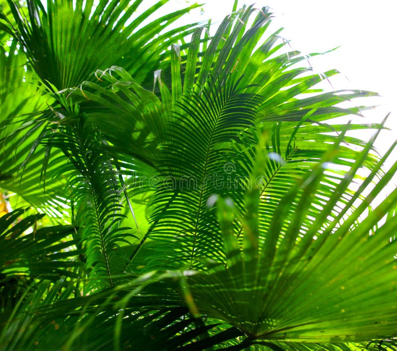 A Large Branch of a Palm Leaf Stock Photo - Image of branch, plant ...