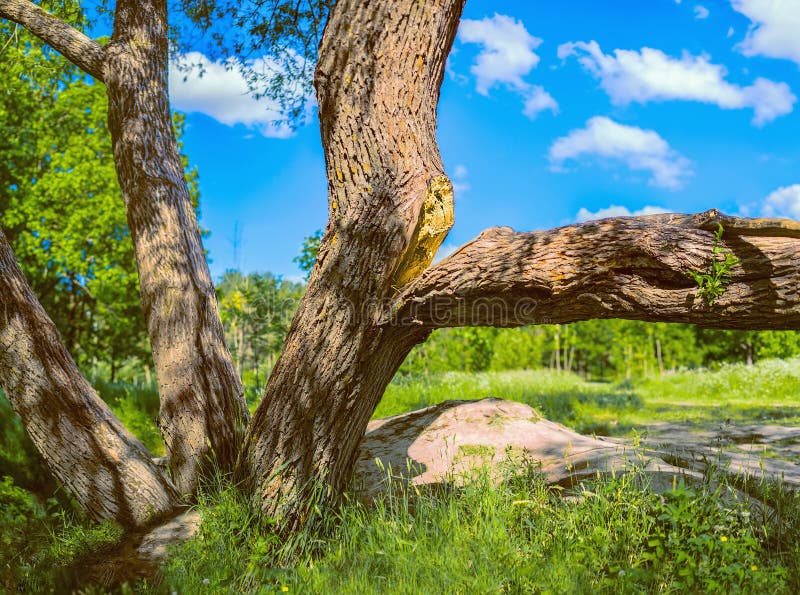 A Large Branch Split from the Tree Under Its Weight. Summer Landscape ...