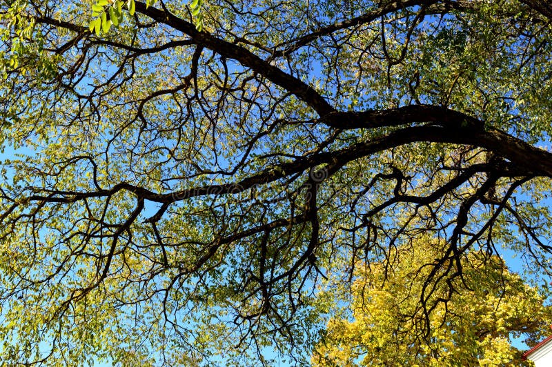 Large Branch of a Tree with Autumn Leaves Stock Photo - Image of plant ...
