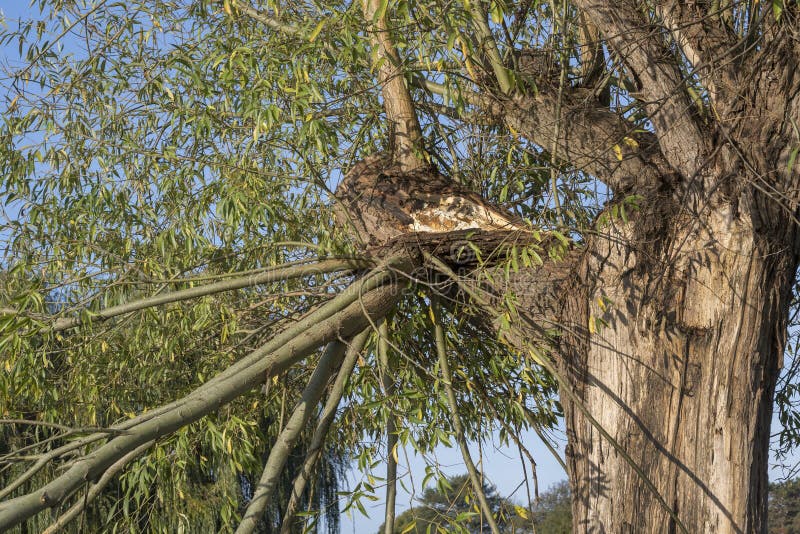 Wind damage to tree stock photo. Image of grass, outdoor - 260452172