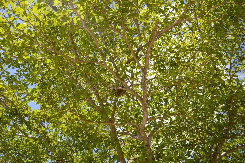 Large branch tree stock photo. Image of plants, garden - 59243930