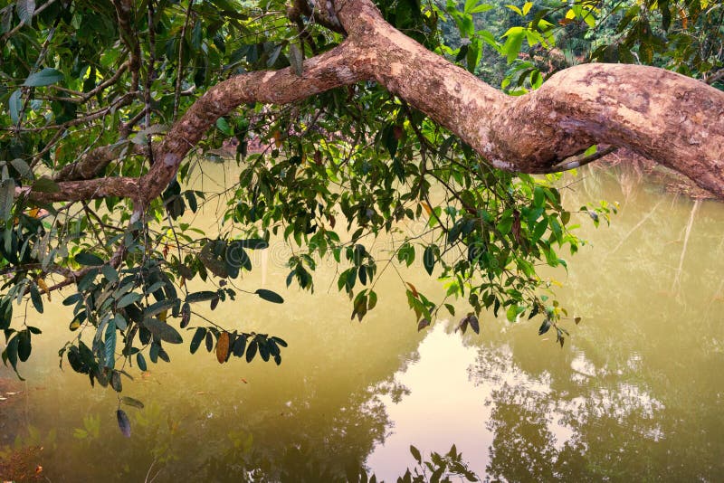 Large Branch of Tree Leans Out Over Water Stock Photo - Image of tree ...