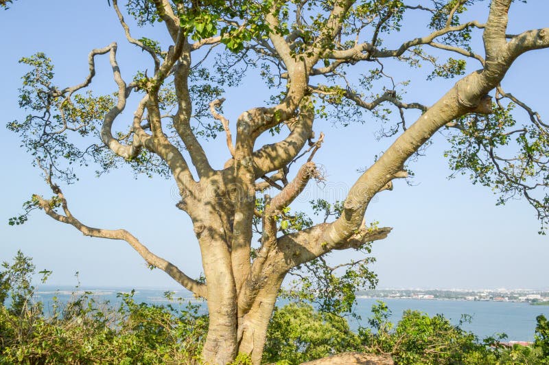 Large branch tree stock image. Image of foliage, wild - 63346745
