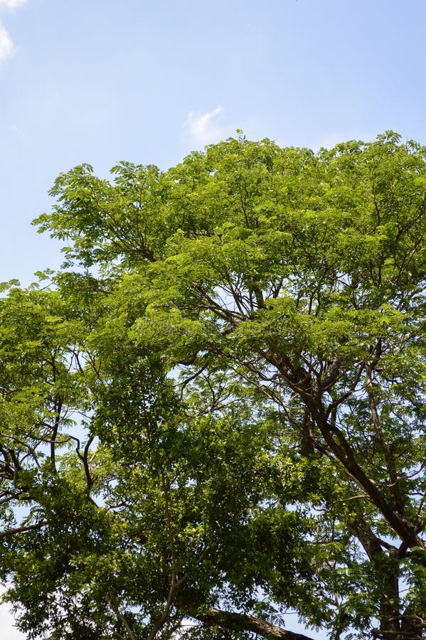 Large branch tree stock image. Image of natural, limb - 72681497
