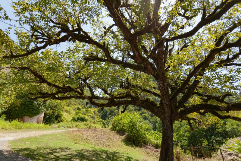 Large branch tree stock photo. Image of large, mask - 201130760