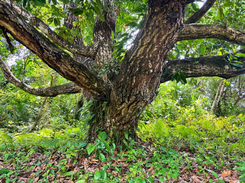 Big tree trunk stock image. Image of huge, lone, beauty - 323753419