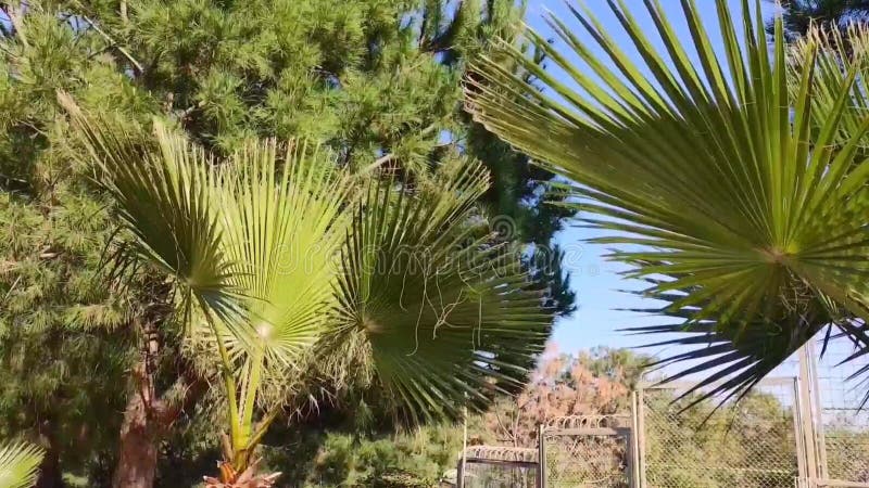 Large Branches of a Green Palm Tree with Prickly Leaves Wobble in the ...