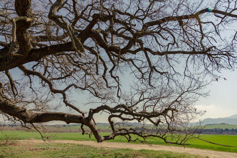 Large Branches of an Old Oak Tree Stock Image - Image of silhouette ...