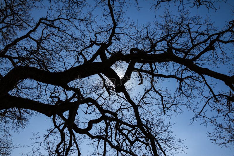 Large Branches of an Old Oak Tree Stock Image - Image of bark, park ...