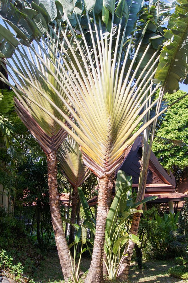 Large Branches of Palm Trees Stock Photo - Image of palm, large: 52244756