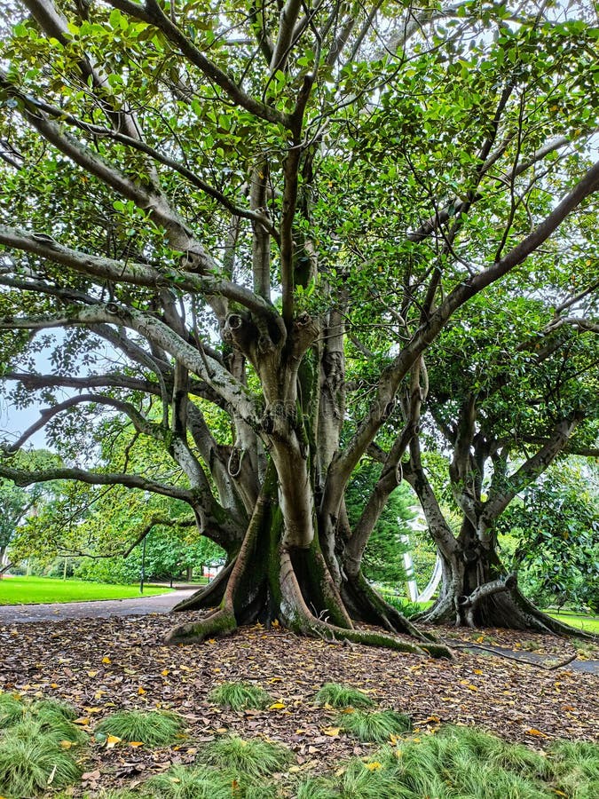 Large Branches and Roots on Tree in Albert Park, Auckland Stock Image ...