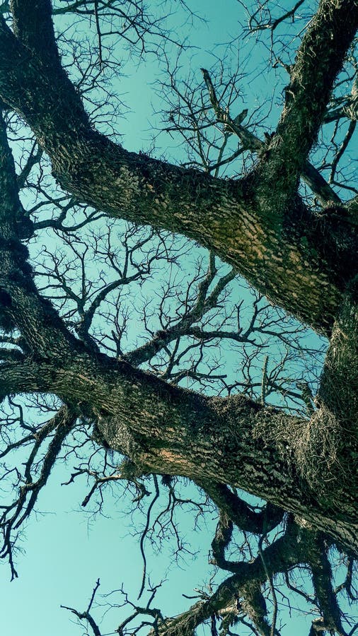 Large Branches of a Tree with Small Twigs Covering the Sky Stock Photo ...