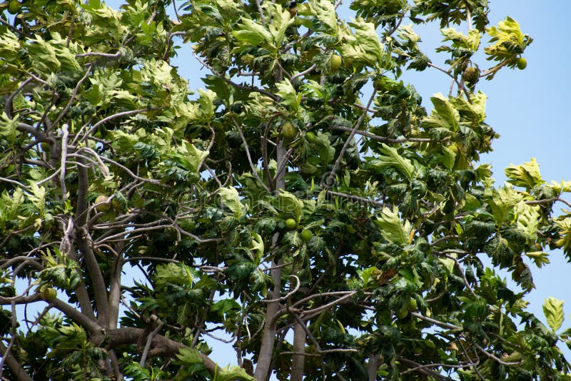 A Large Breadfruit Tree with a View of the Sky Stock Image - Image of ...