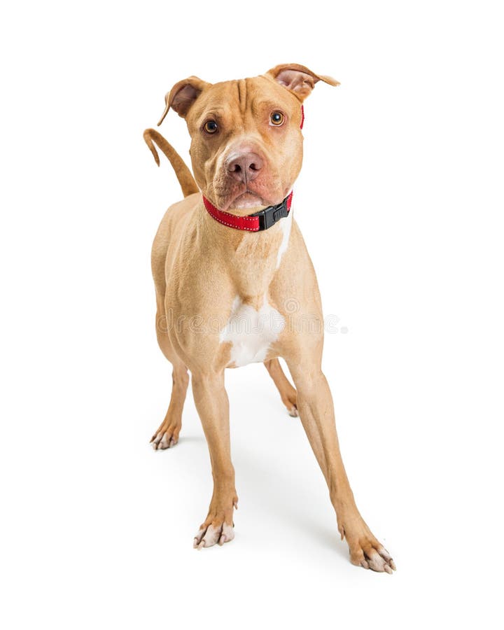 Large Dog Breed Amstaff Standing on the Grass Looking Up in the Park in ...