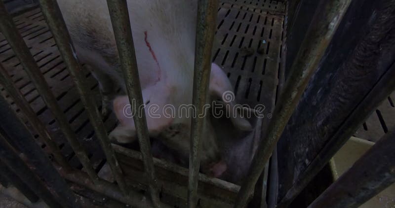 Large Breeding Pigs in a Cage on a Pig Farm. a Pig Breeding Farm in a ...