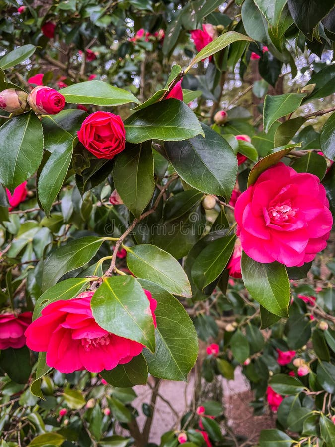 Large Bright Blooming Buds Closeup. a Beautiful Flowering Bush Stock ...