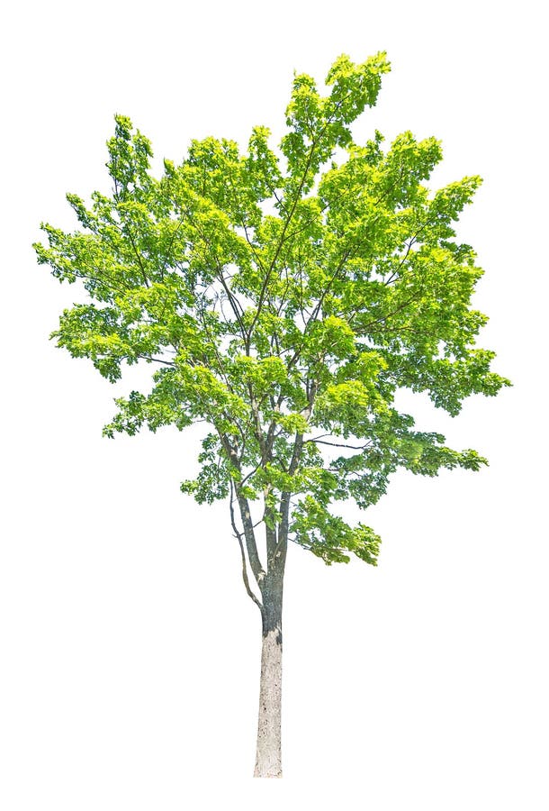 Old Bright Green Maple Tree on White Stock Photo - Image of maple ...