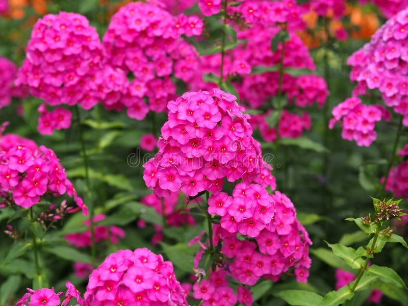 Blooming Raspberry Phlox in the Garden Stock Image - Image of green ...