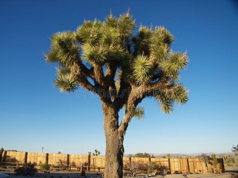 Large bright Joshua Tree stock photo. Image of tall, large - 41780380