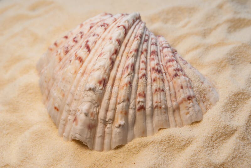 Large Bright Sea Shell on the Sand Stock Image - Image of nautilus ...