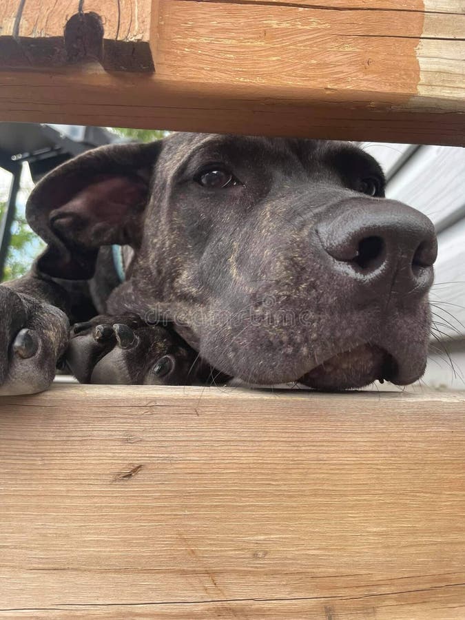 Large Brindle Dog Peaking Off the Deck Stock Image - Image of peaking ...