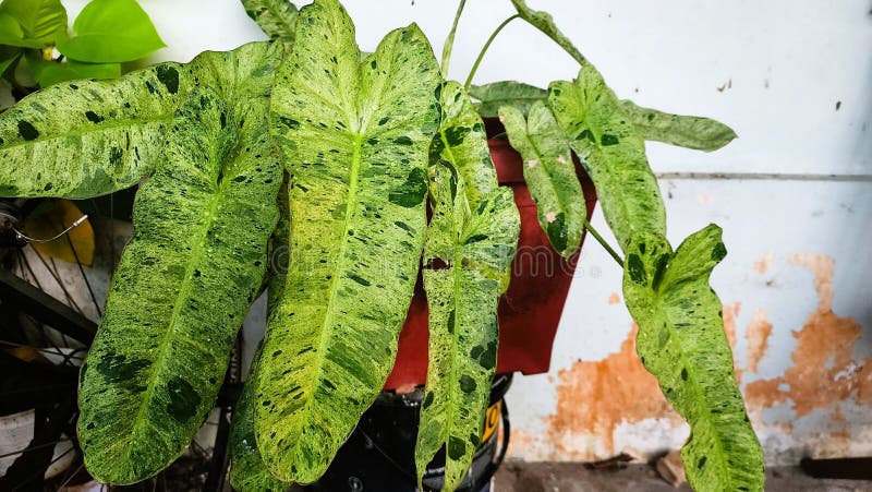 The Leaves of the Ornamental Paraiso Verde Tree are Currently Thick ...