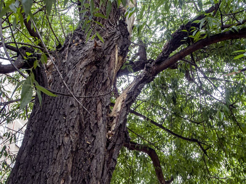A Large Broken Tree Branch Laying on the Grass Near a House. Stock ...