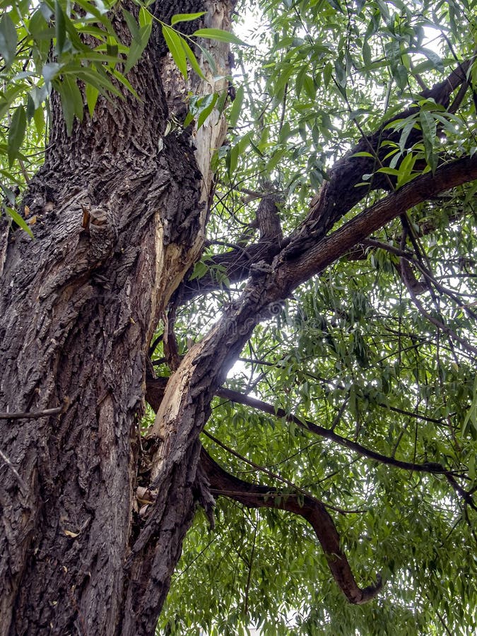 A Large Broken Tree Branch Laying on the Grass Near a House. Stock ...