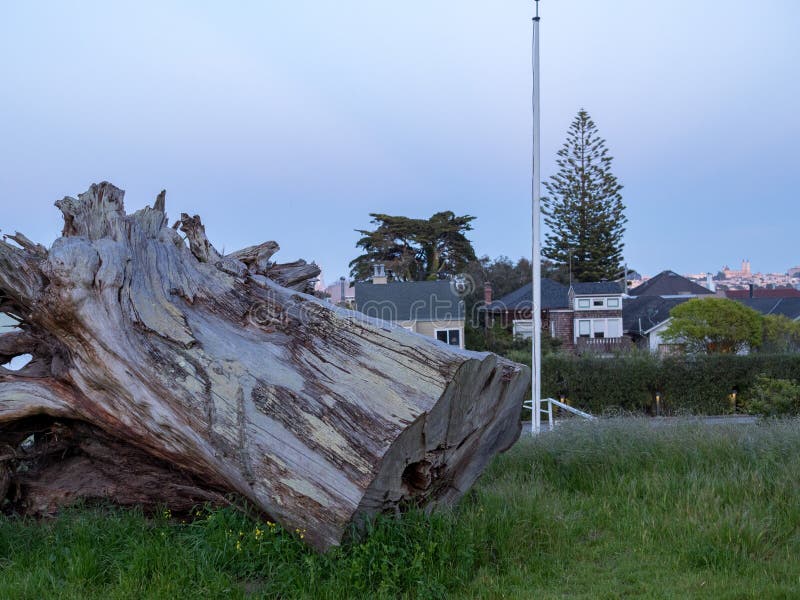 Broken Down Tree Stump at Dusk Stock Image - Image of neighborhood ...