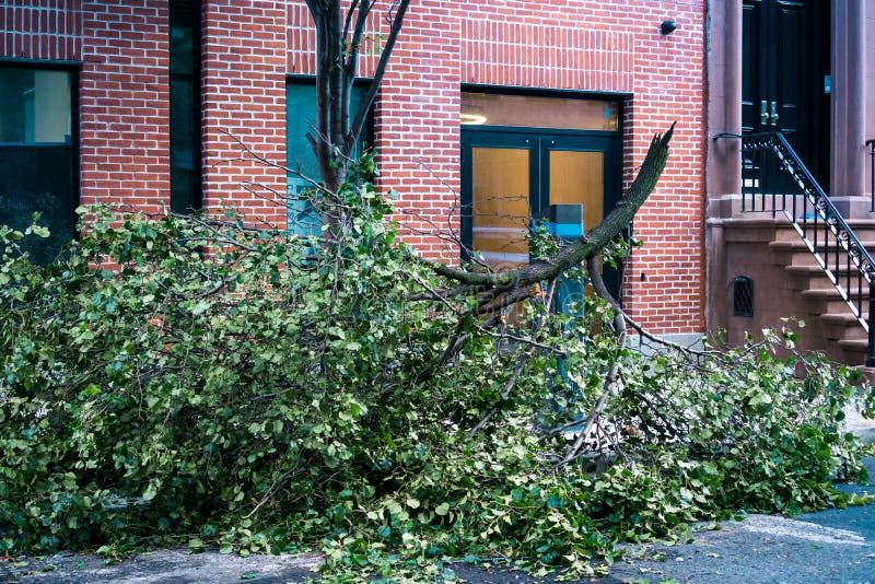 Large Broken Tree Branch Laying on the Ground in West Village, NYC ...