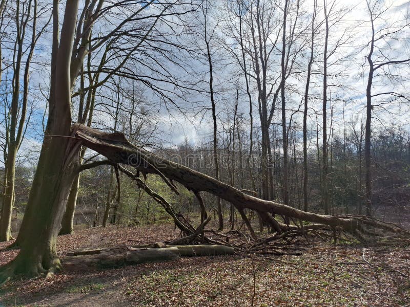 Broken Fallen Tree Leaning Against Another Trunk in a Forest Stock ...