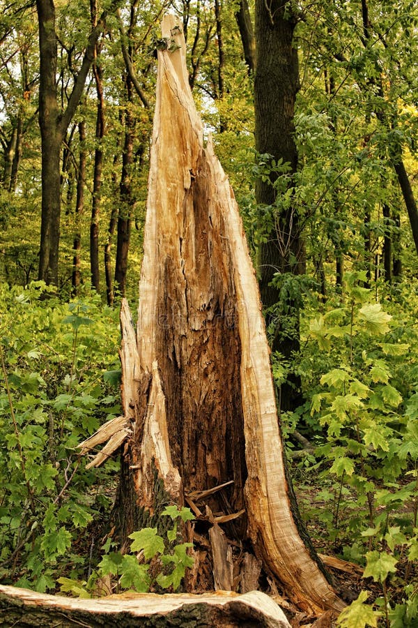 Large Broken Tree Trunk in the Woods Stock Photo - Image of storm ...
