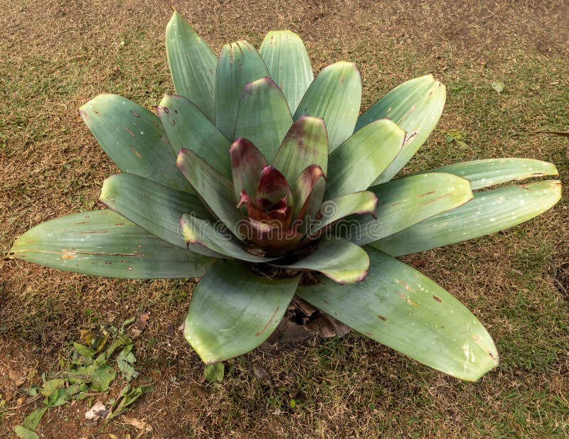 Large Bromeliad from an Angle Stock Image - Image of tropical, insects ...