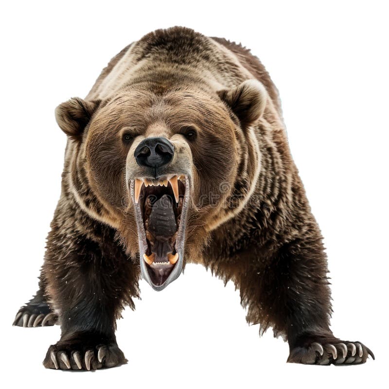Large Brown Bear Baring Its Teeth and Growling Aggressively Stock Photo ...