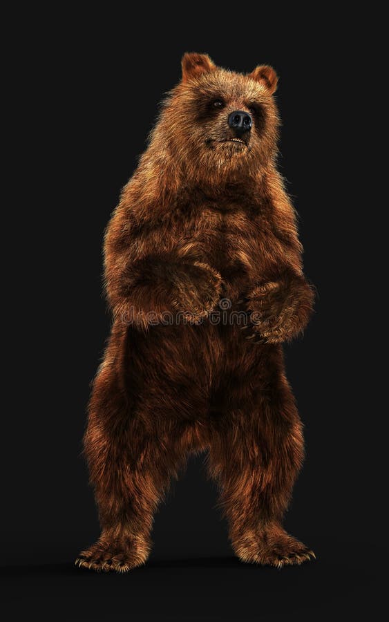 Bear Posture Stock Illustrations – 565 Bear Posture Stock Illustrations ...