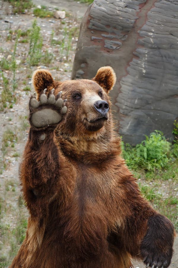 A large brown bear stock photo. Image of eyes, animal - 234421566