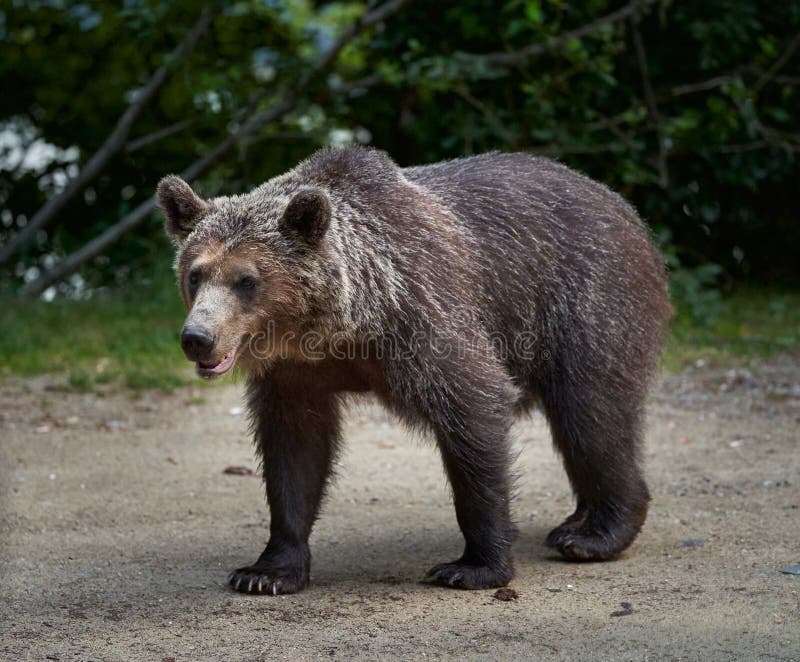 Large Brown Bear at Roadside Stock Image - Image of forest, furry ...
