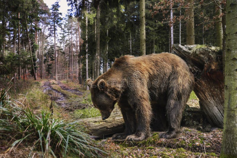 Large Brown Bear Scratches Its Back on a Tree Stump in a Beautiful ...