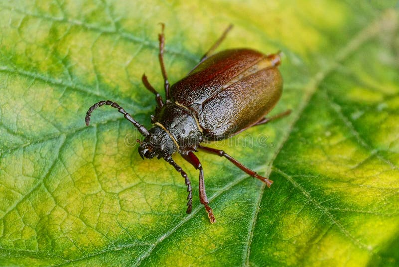 A Large Brown Beetle on a Fragment of a Yellow Green Leaf Stock Photo ...