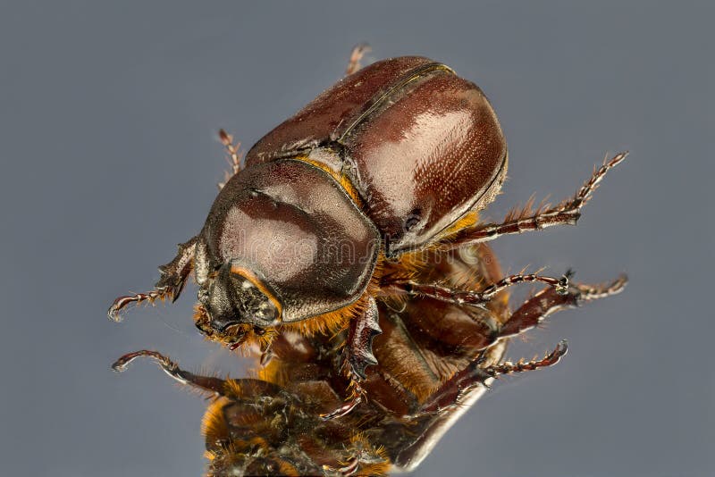 Large Brown Beetle with Long Legs. Stock Image - Image of scarab ...
