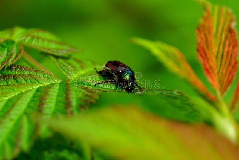 Large Brown Beetle on Raspberry Leaf Stock Image - Image of green ...