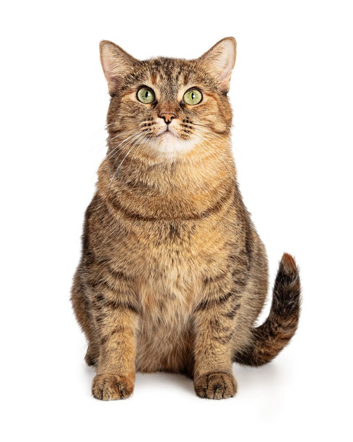 Large Brown and Black Tabby Cat Sitting Stock Photo - Image of body ...
