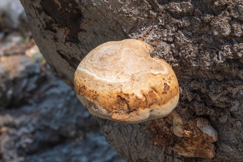 A Large Brown Bracket Fungus Growing on a Tree Trunk Stock Image ...
