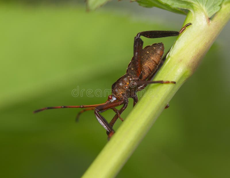 Large brown caterpillar stock image. Image of grass, brown - 22157607