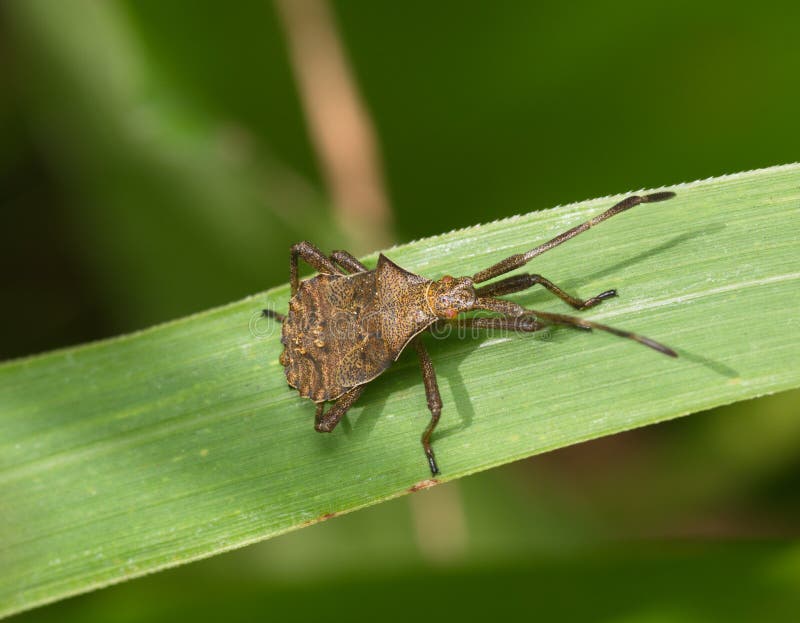 Brown Large Bug on a Branch Stock Photo - Image of mustache, brown ...