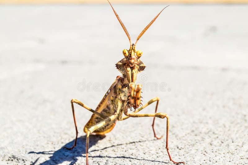 Large Brown Pelican Walking on a Sandy Beach Stock Photo - Image of ...